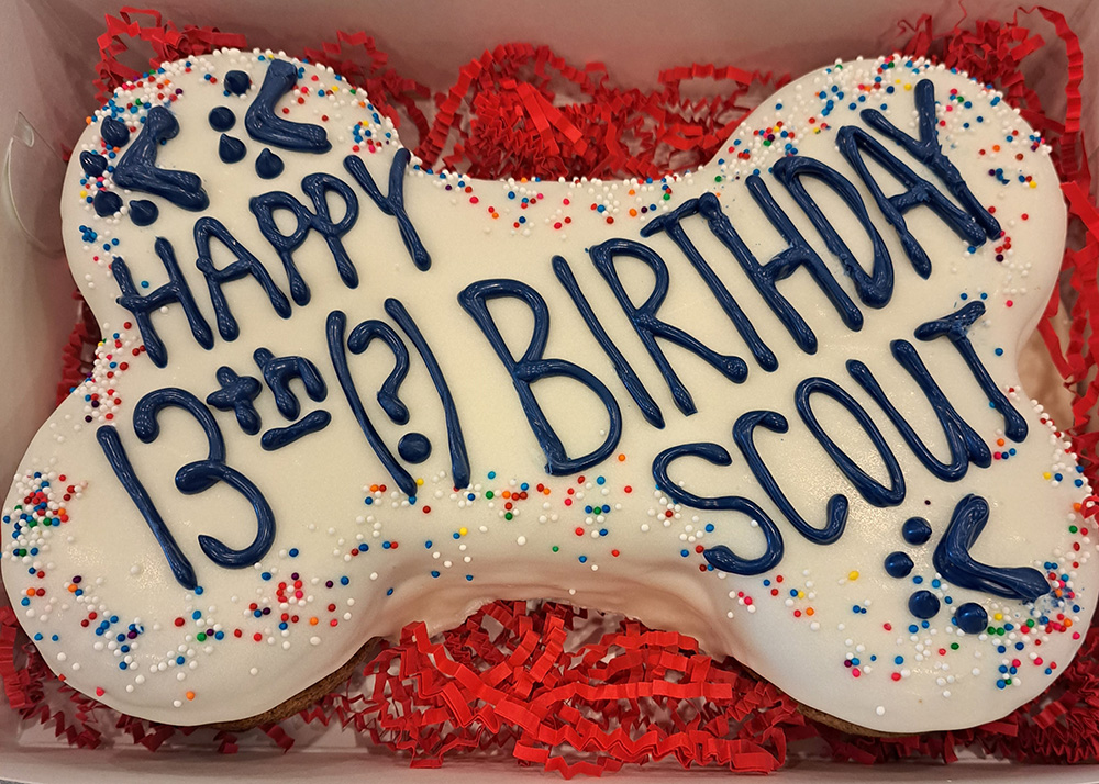 Bone Shaped Cake (approx 9.5″ x 6″) - Dog City Bakery